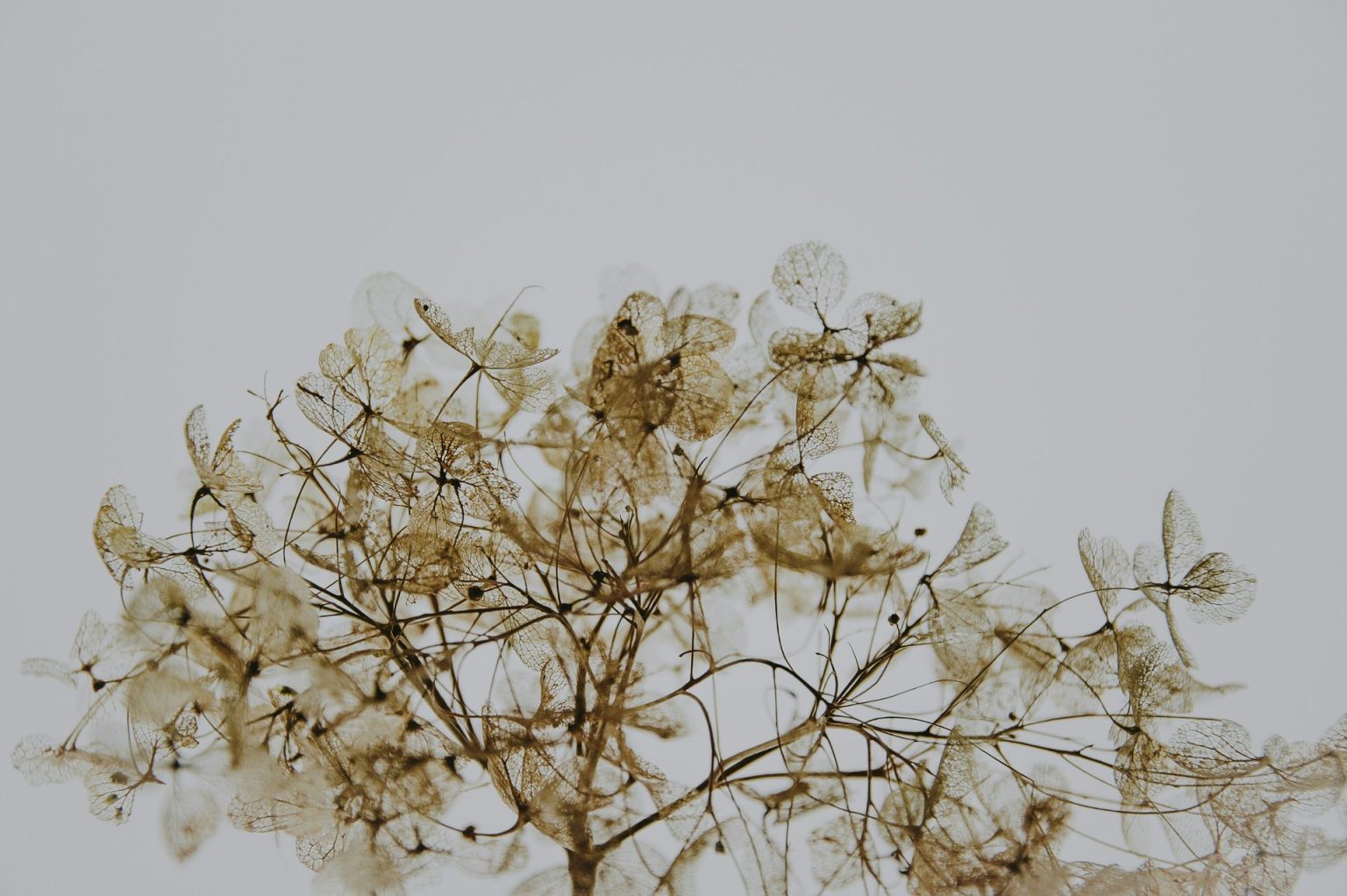 How to use TikTok flower language filter? - TechBriefly